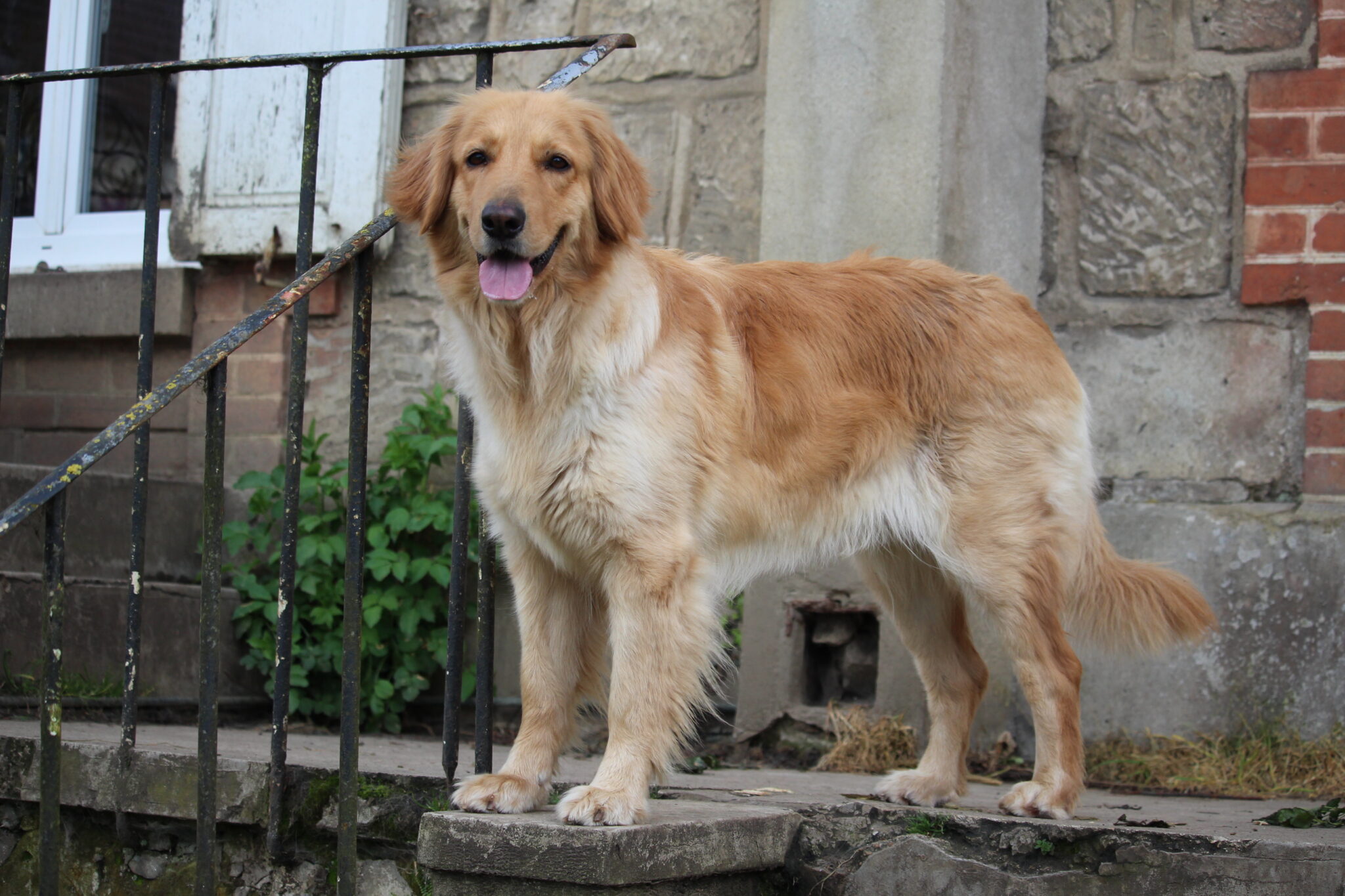 Ofelia (Chefka ‘s oh my Darling ) – Elevage des trois petits diables